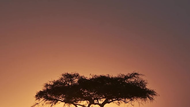 Acacia Tree African Sunset