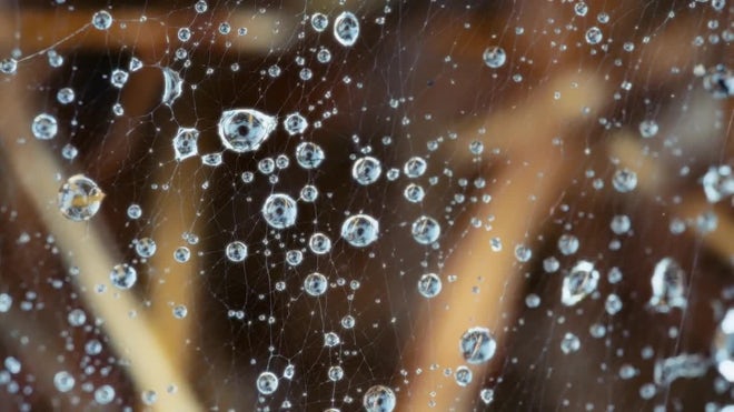 Water Spider Web Raindrops On A Spider Web, New Zealand By Andy