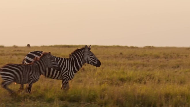Zebra Running Fast